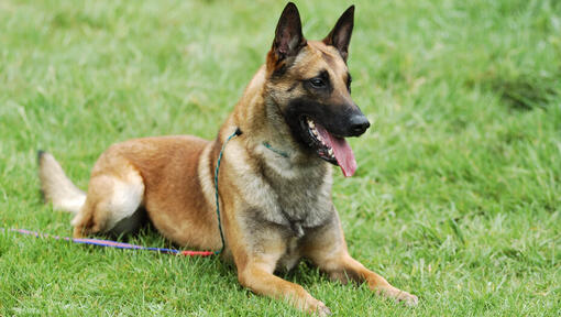 Malinois: Steckbrief, Charakter & weitere Tipps